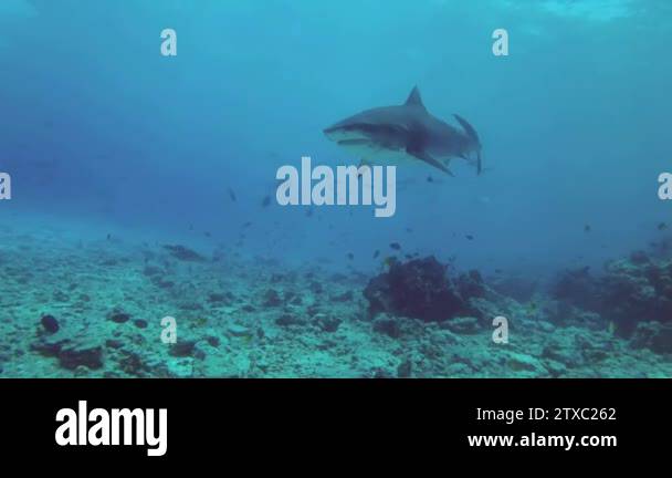 Close-up, Tiger Shark with fishing hook clapping their jaws swim over ...