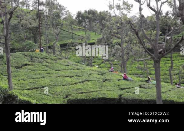 Tea picker in tea plantation assam Stock Videos & Footage - HD and 4K ...