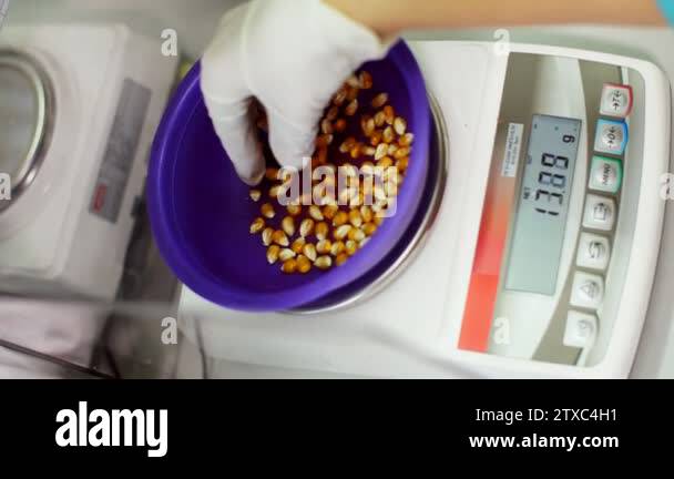 Laboratory research of corn seeds. samples of different species ...