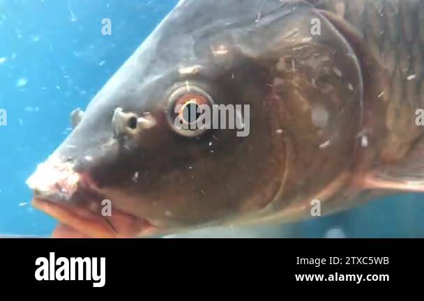 Live freshwater fish moves its mouth. Carp with scales swims in a large ...