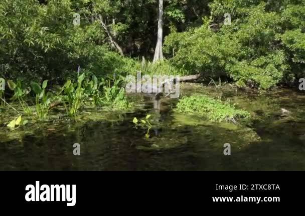 American alligator (Alligator mississippiensis) resting on the river ...