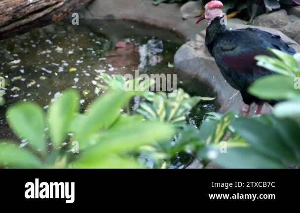 A rare bird Stock Videos & Footage - HD and 4K Video Clips - Alamy