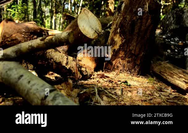 Fallen trees in wood Stock Videos & Footage - HD and 4K Video Clips - Alamy