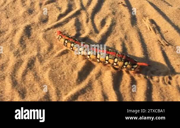 Fat caterpillar Stock Videos & Footage - HD and 4K Video Clips - Alamy