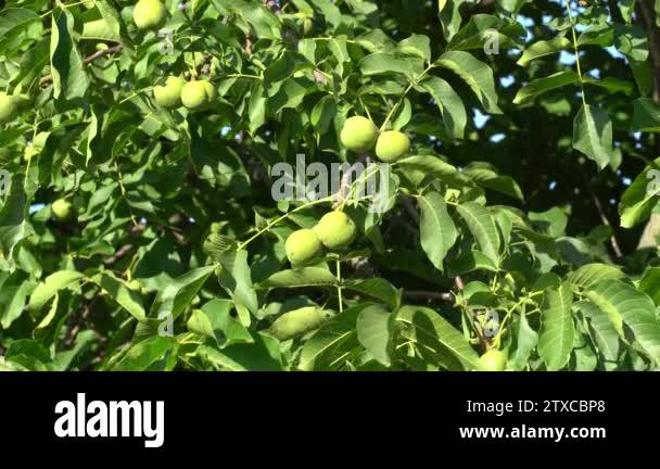 Walnut in the peel on branch. Green walnuts on the tree branch in ...