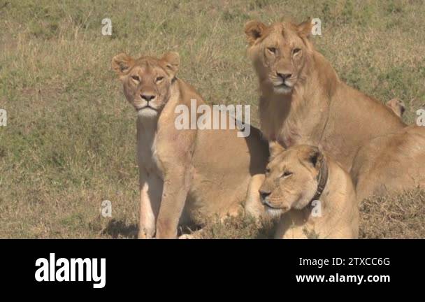Tracking big cats Stock Videos & Footage - HD and 4K Video Clips - Alamy