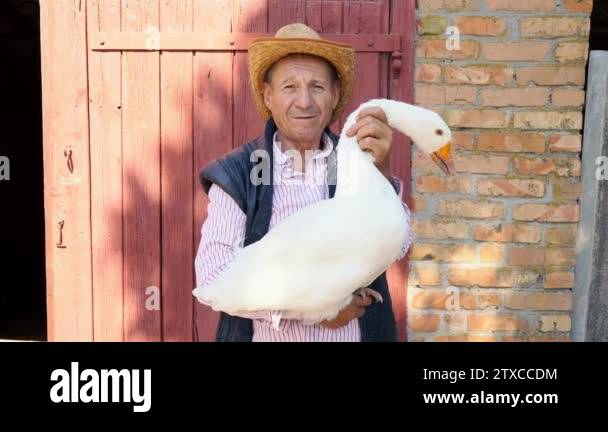 Man holding goose Stock Videos & Footage - HD and 4K Video Clips - Alamy