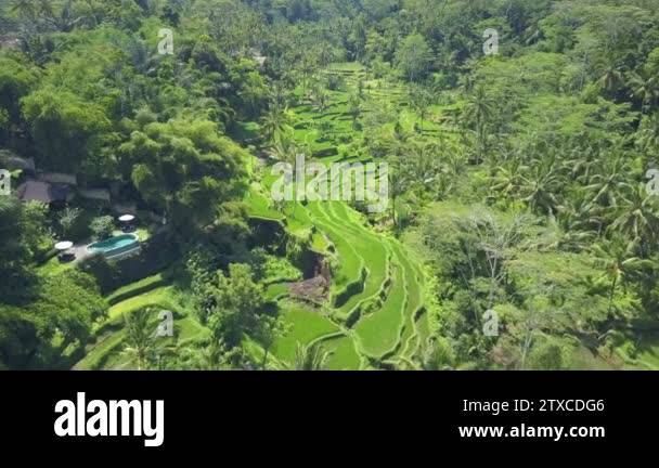 Tropical bali rice paddies Stock Videos & Footage - HD and 4K Video ...