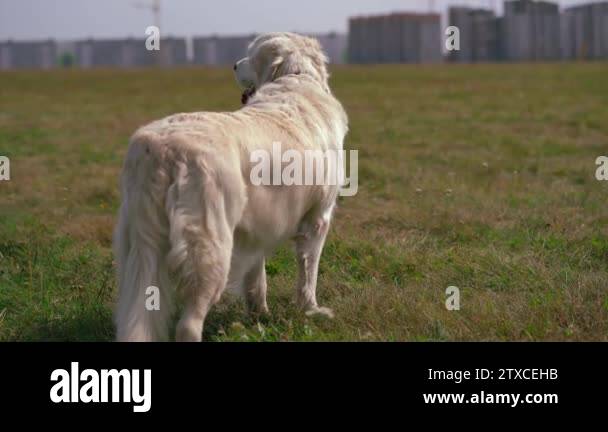 Golden retriever stands in Stock Videos & Footage - HD and 4K Video ...