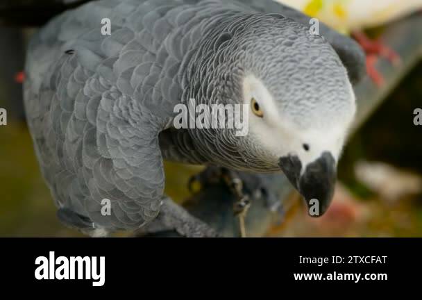 Red-tailed monogamous African Congo Grey Parrot. Companion Jaco is ...