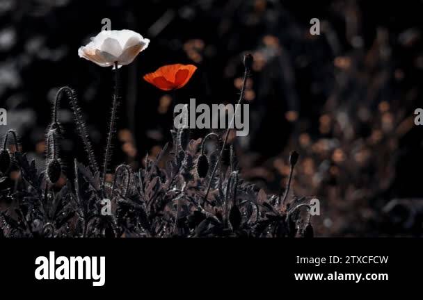 Successful combination of colors.Stylized picture of poppies.The magic ...