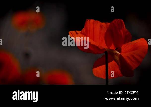 Successful combination of colors.Stylized picture of poppies.The magic ...