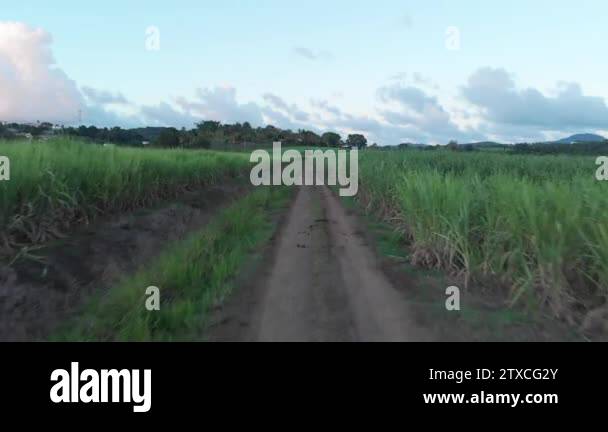 Sugarcane saccharum officinarum Stock Videos & Footage - HD and 4K ...