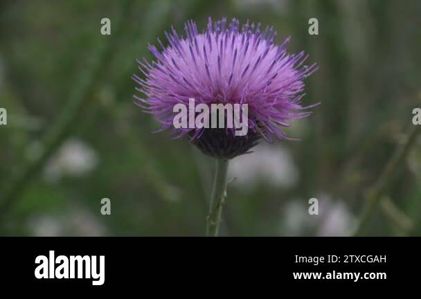 Pink flower of young thistle on green background. Cirsium vulgare ...