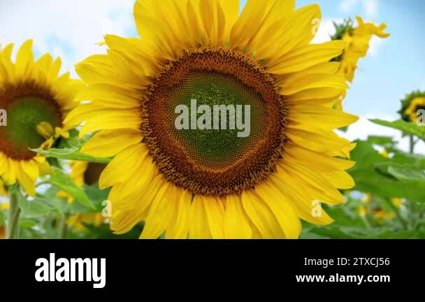 Sunflower extreme close-up, zoom video Stock Video Footage - Alamy
