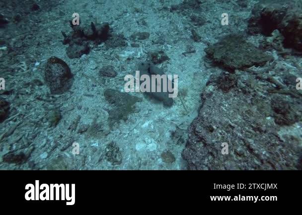 Flounder fish slowly swim over corals bottom. Leopard Flounder - Bothus ...