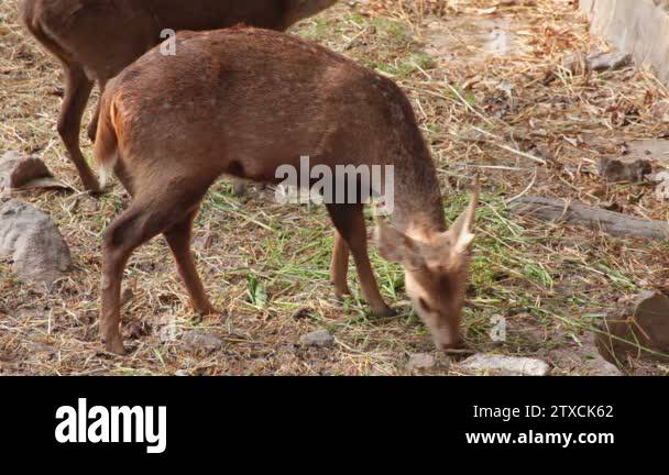 White tailed deer tail Stock Videos & Footage - HD and 4K Video Clips ...