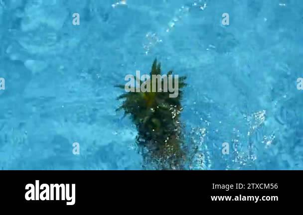 Pineapple Floating In blue Water In Swimming Pool. Healthy Raw Organic ...
