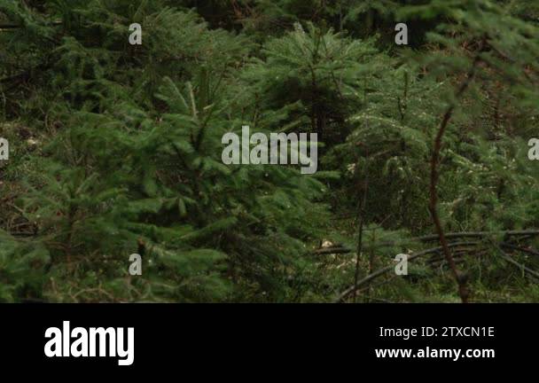 SLOW MOTION CLOSE UP DOF: Small pine, fir and spruce trees surrounding ...