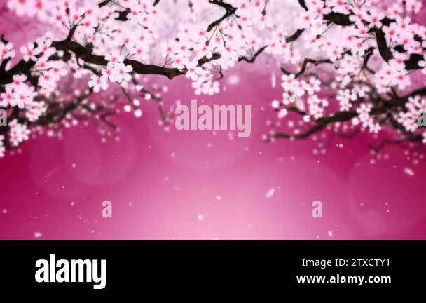 Cherry tree in full bloom. Cherry branch. Sakura flowers pink. Cherry ...