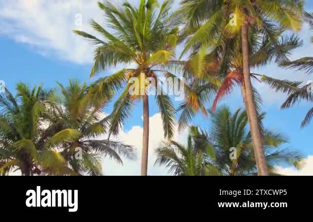 Low angle tilt up shot of palm trees with coconuts Miami 4k Stock Video ...