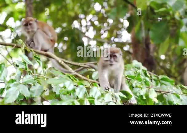 Wild monkeys A sacred forest monkey family in the Golden Mount ...