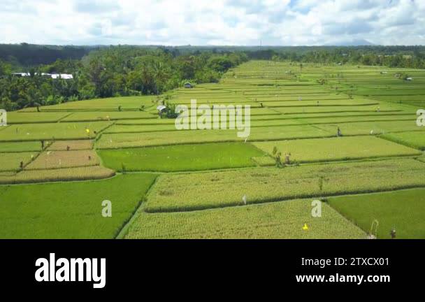 Rice paddy scarecrow flags Stock Videos & Footage - HD and 4K Video ...