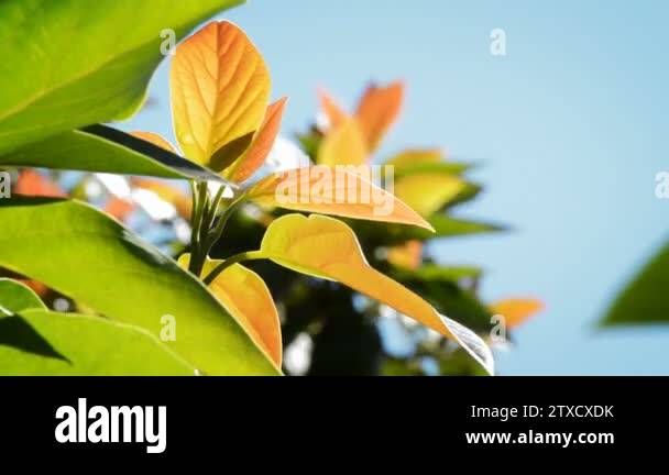 Mango with leaf Stock Videos & Footage - HD and 4K Video Clips - Alamy