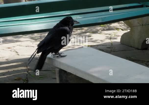 Raven with spread wings Stock Videos & Footage - HD and 4K Video Clips ...