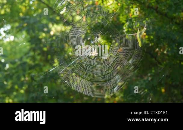 Spider threads on tree Stock Videos & Footage - HD and 4K Video Clips ...