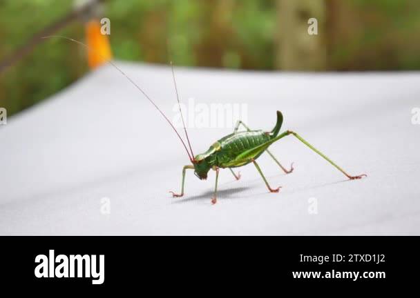 Katydid ears Stock Videos & Footage - HD and 4K Video Clips - Alamy