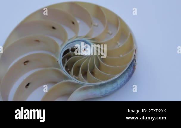 shell nautilus pearl Fibonacci sequence symmetry cross section spiral shell structure golden ...