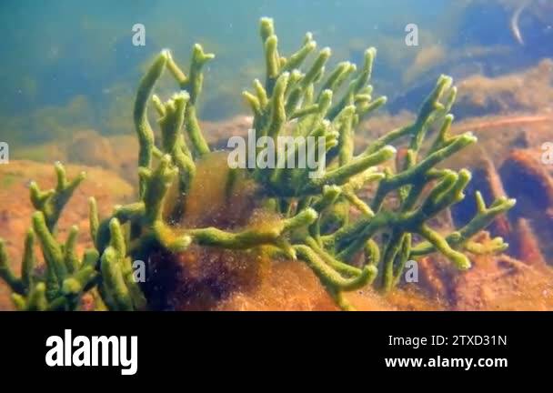 Freshwater sponge spongilla lacustris Stock Videos & Footage - HD and ...