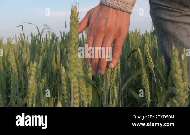 Hand in wheat Stock Videos & Footage - HD and 4K Video Clips - Alamy