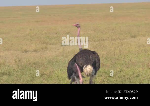 Ostrich in open field Stock Videos & Footage - HD and 4K Video Clips ...