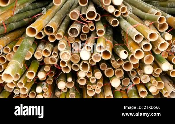 Round cross sliced bamboo trunk bundles in stack prepared for use as a ...