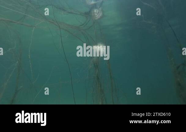 Lion's mane jellyfish (Cyanea capillata, Cyanea arctica) caught ...