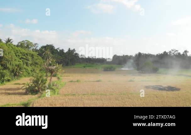 Green background. 4K flying drone video of rice field on Bali island ...