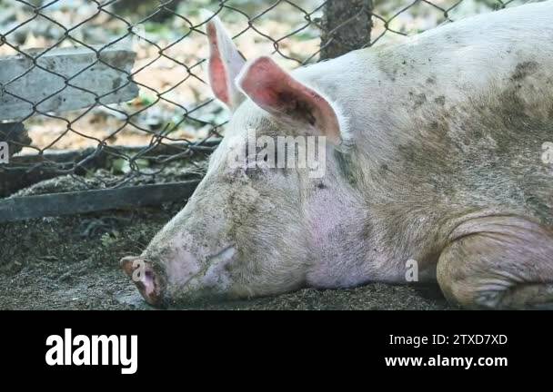 Pig varieties Stock Videos & Footage - HD and 4K Video Clips - Alamy