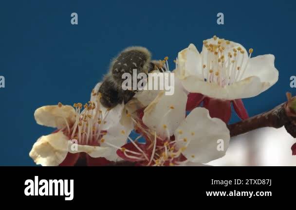 Insect pest Oxythyrea Funesta beetle sitting on white flower apple tree ...