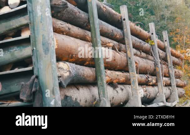 A large truck with a full body of freshly sawn wood. Tree trunks neatly ...