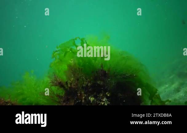 Fish of the Black Sea. European flounder (Platichthys flesus Stock ...