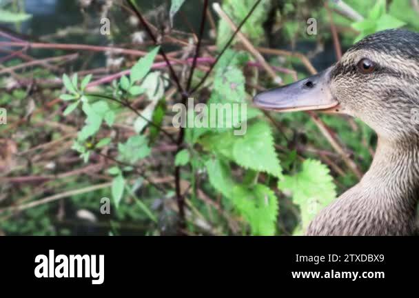 High resolution duck in water Stock Videos & Footage - HD and 4K Video ...