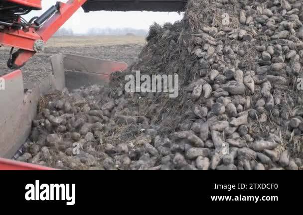 Sugar-beet harvesting. operation of loading the root in the back of a ...