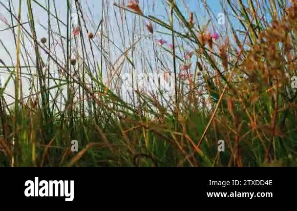 Worm angle Stock Videos & Footage - HD and 4K Video Clips - Alamy