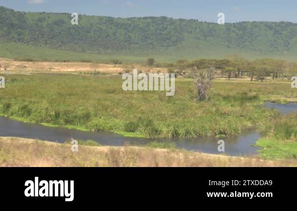 Grassland swamp background landscape Stock Videos & Footage - HD and 4K ...
