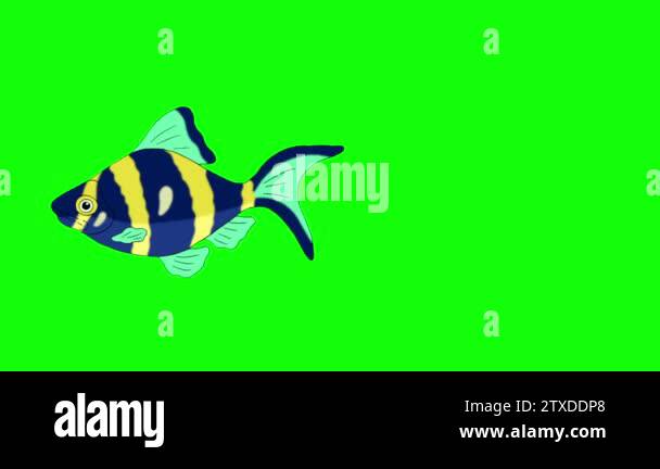 Big Blue- yellow Aquarium Fish floats in an aquarium. Animated Looped ...
