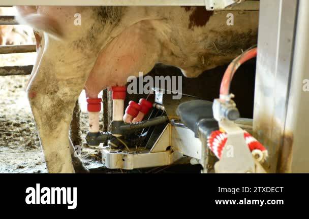 Robotic cow milking machine unique intelligent robotic arm detail laser guided teat attachment ...