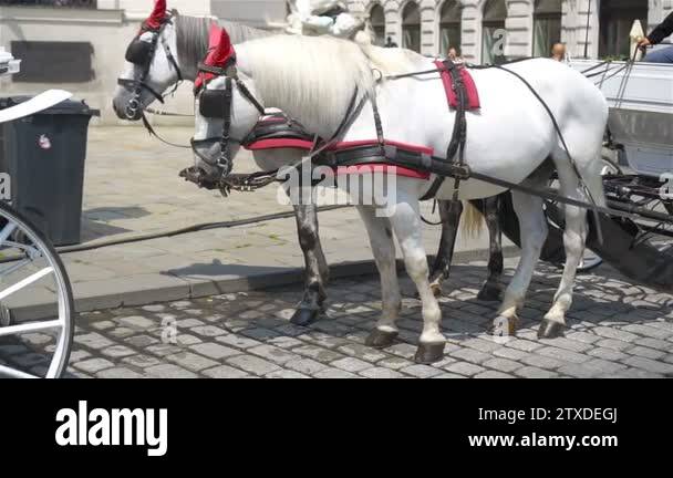 Fiaker in vienna Stock Videos & Footage - HD and 4K Video Clips - Alamy