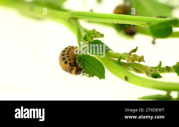 Larvae of a bug eat a bush on a white background Stock Video Footage ...